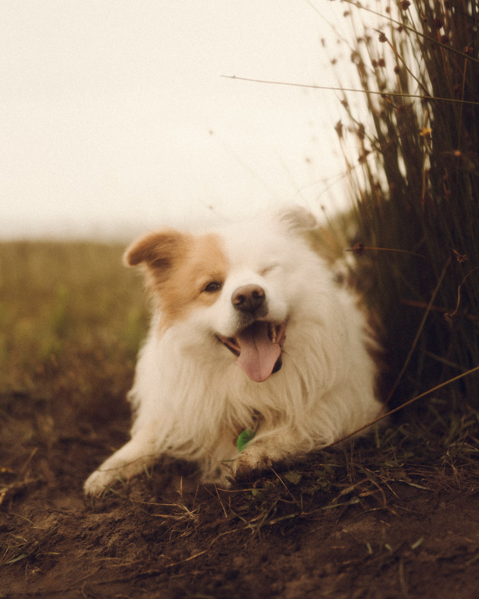 Maternity Photoshoot, Ohope - Amber, Logan + Bump - Eilish Burt Photography